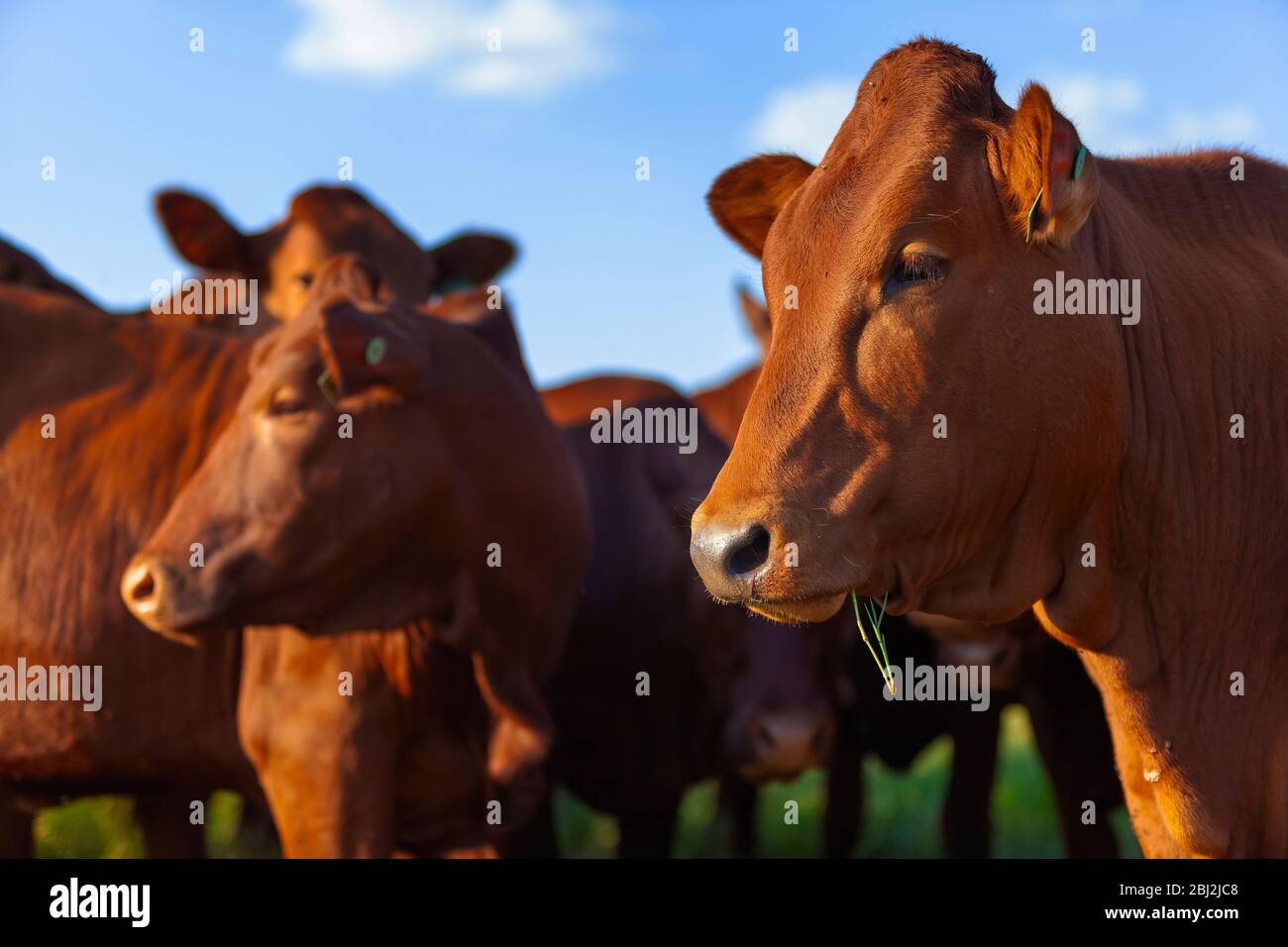 herd of Bonsmara cows with their calves Stock Photo - Alamy