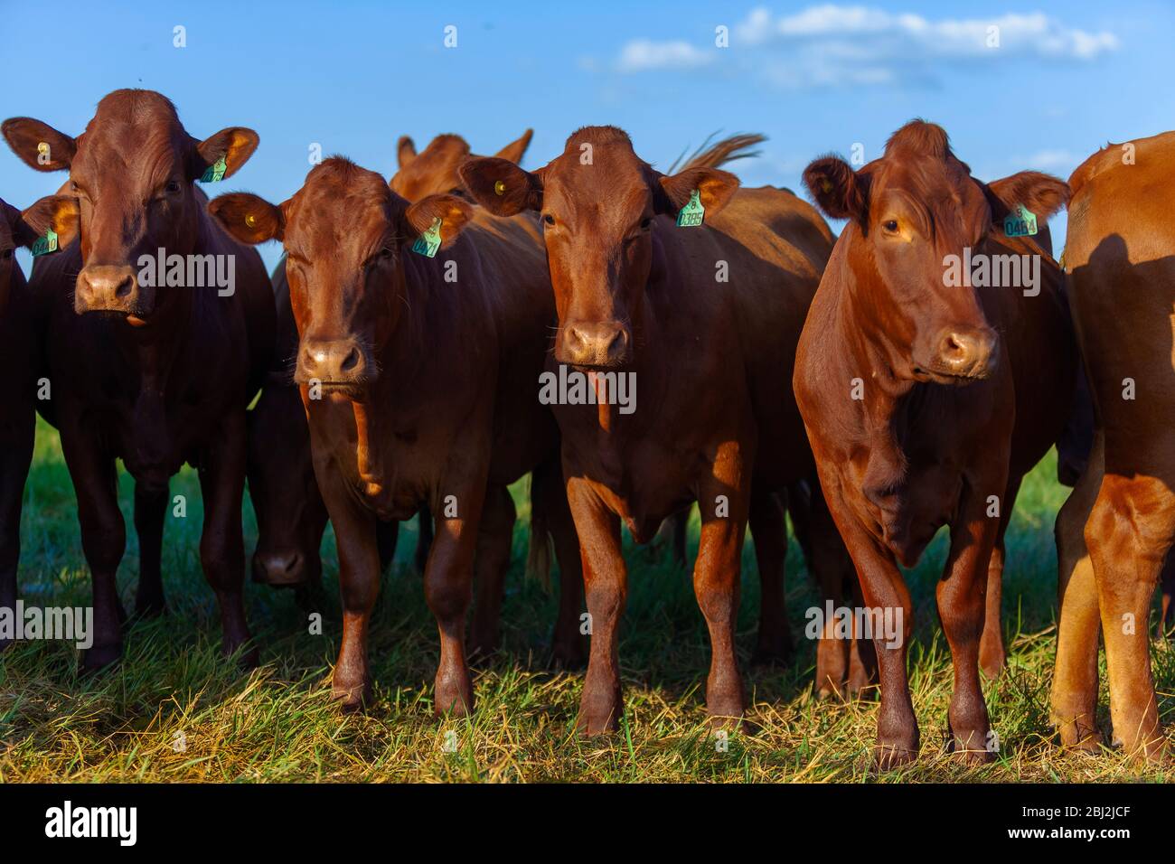 herd of Bonsmara cows with their calves Stock Photo - Alamy