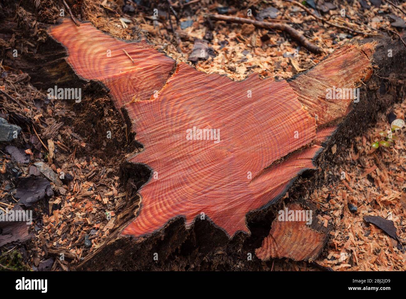Cross section of a young pine tree Stock Photo - Alamy