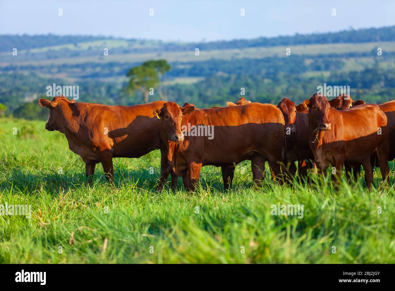herd of Bonsmara cows with their calves Stock Photo - Alamy