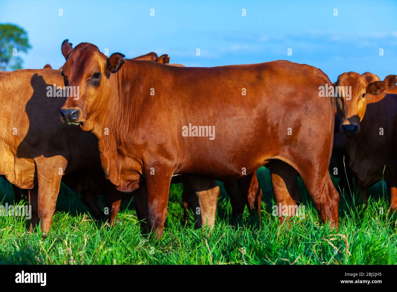 herd of Bonsmara cows with their calves Stock Photo - Alamy