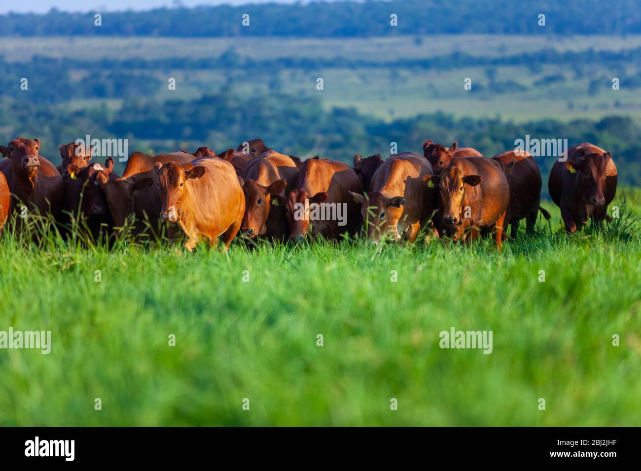 herd of Bonsmara cows with their calves Stock Photo - Alamy