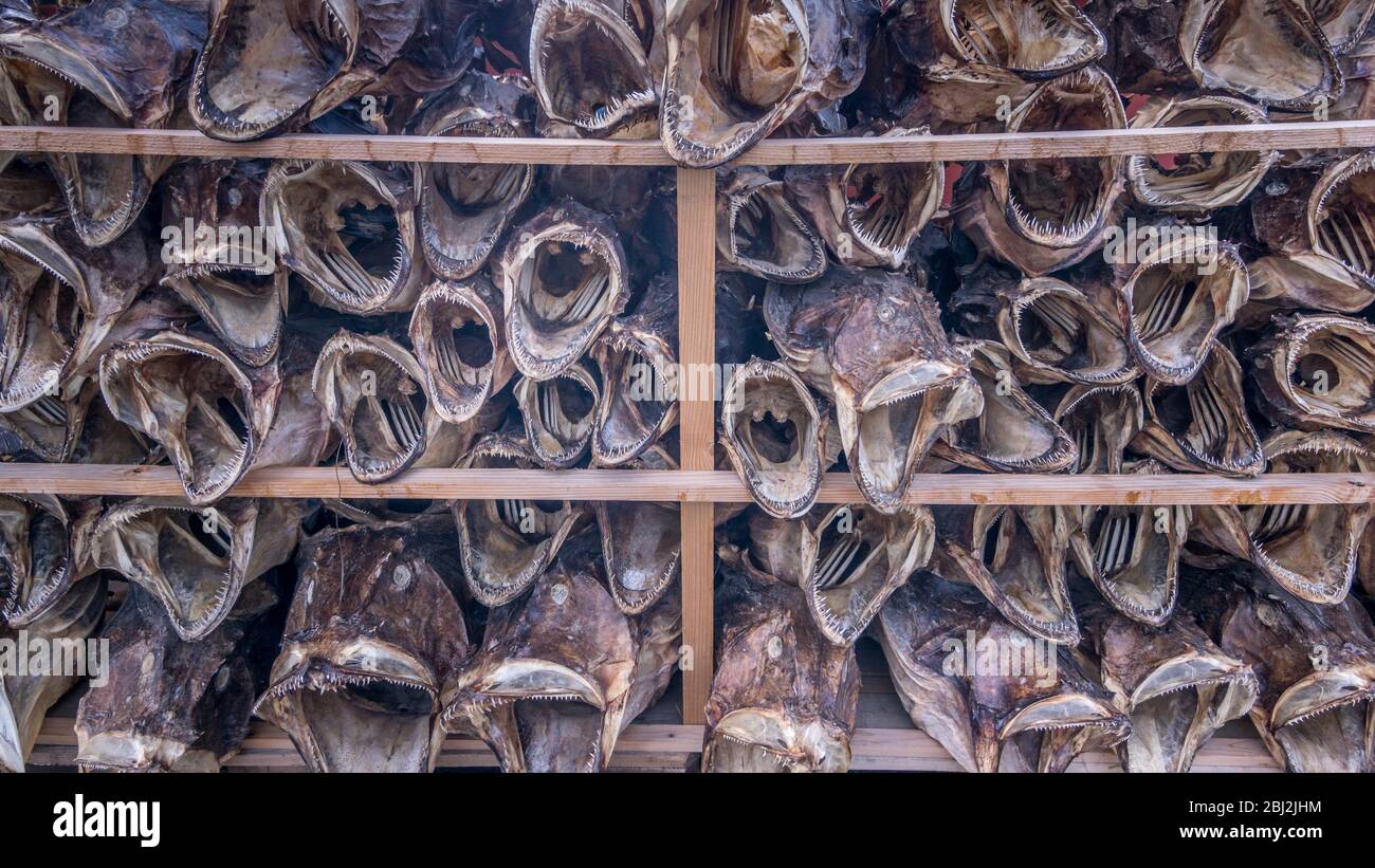 Norway, in the summer, Lofoten islands, by bike with 2 young children ...