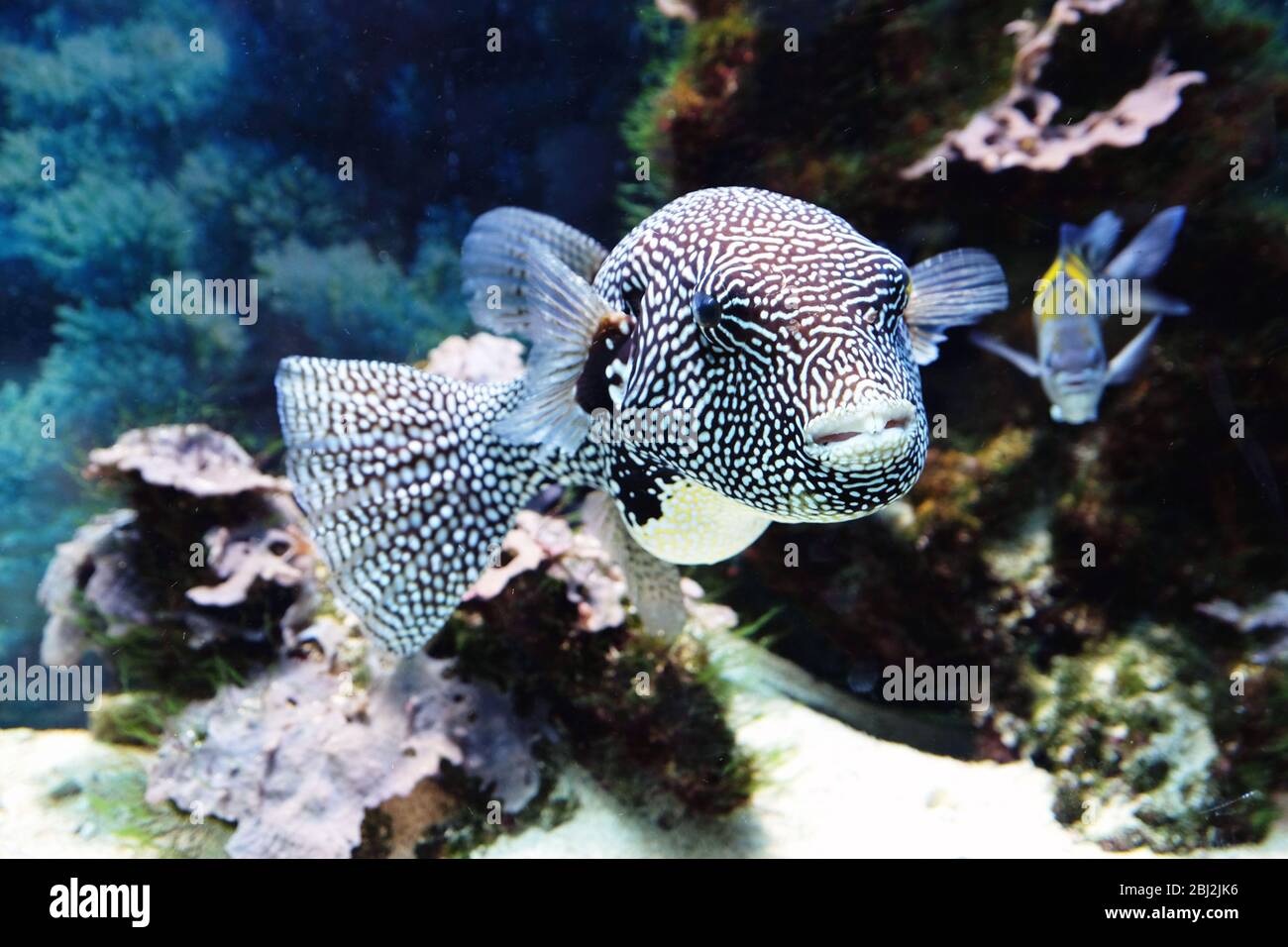 Underwater world - exotic fish in an aquarium Stock Photo - Alamy