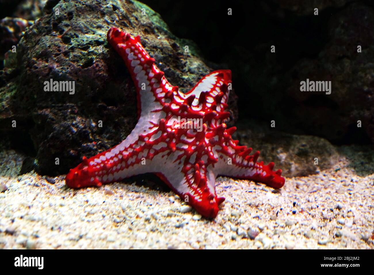 Underwater world - sea star in an aquarium Stock Photo - Alamy