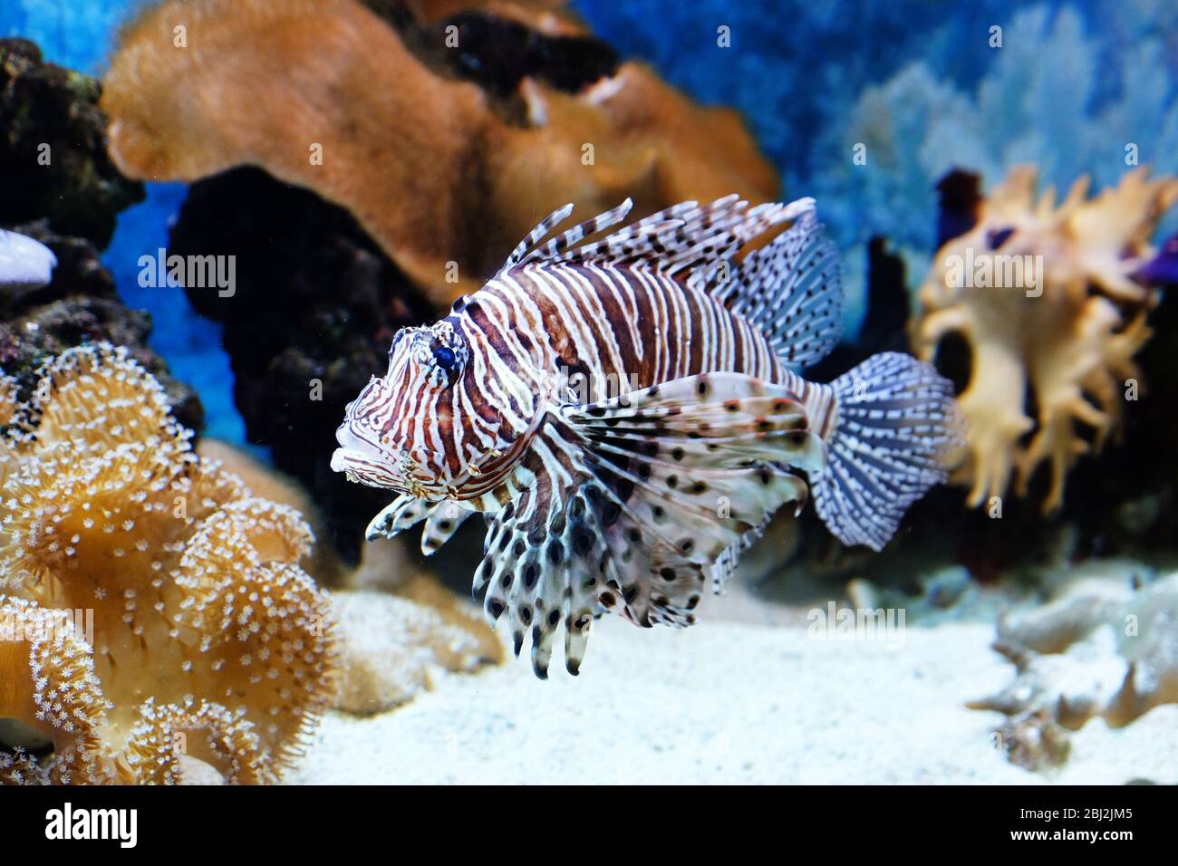 Underwater world - exotic fish in an aquarium Stock Photo - Alamy