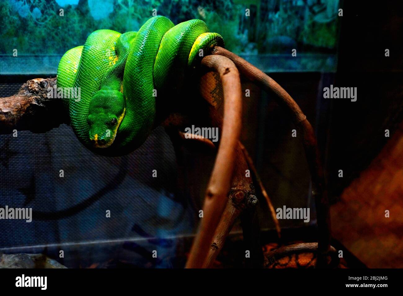 Python on branch Stock Photo - Alamy