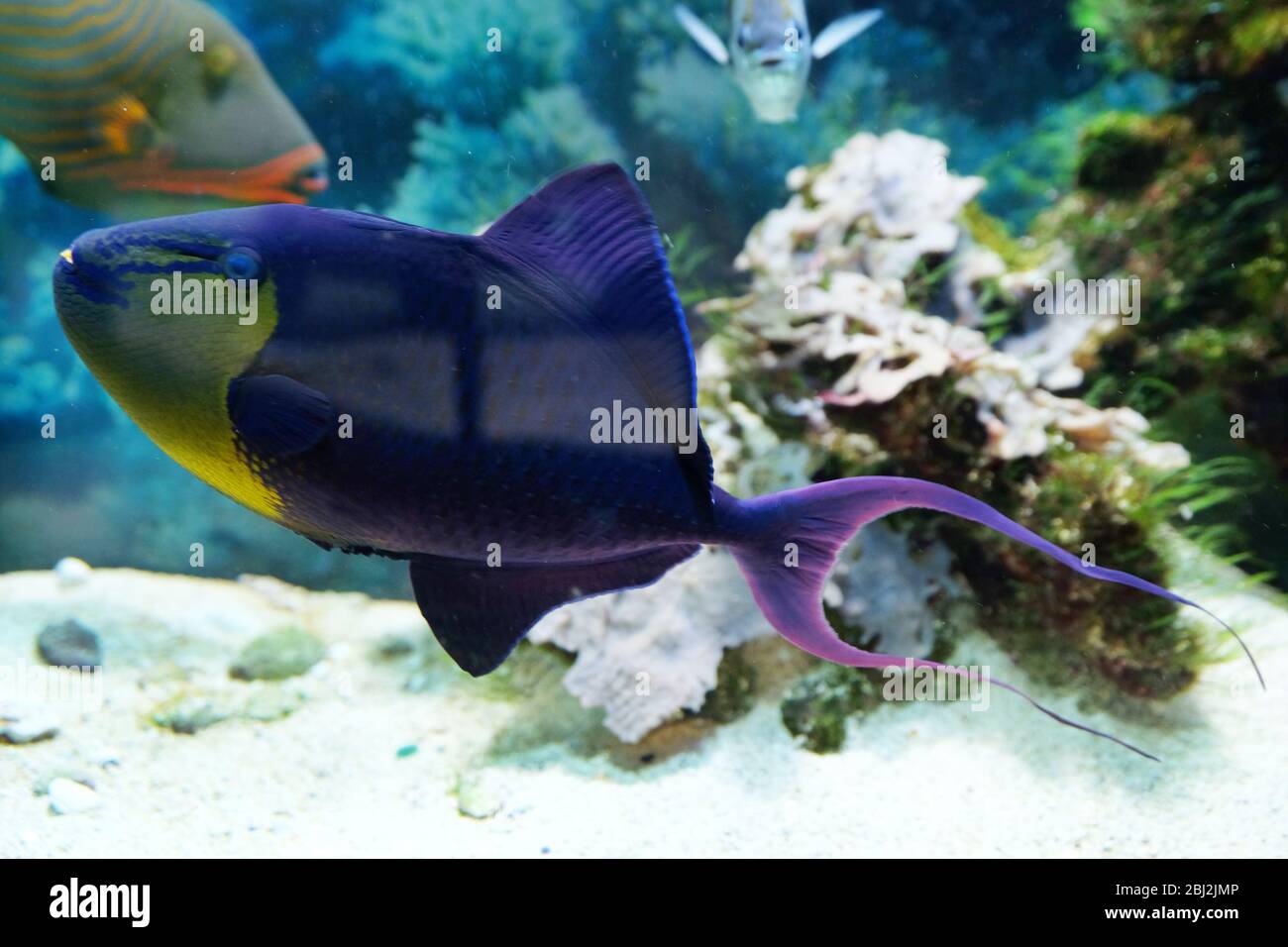 Underwater world - exotic fish in an aquarium Stock Photo - Alamy