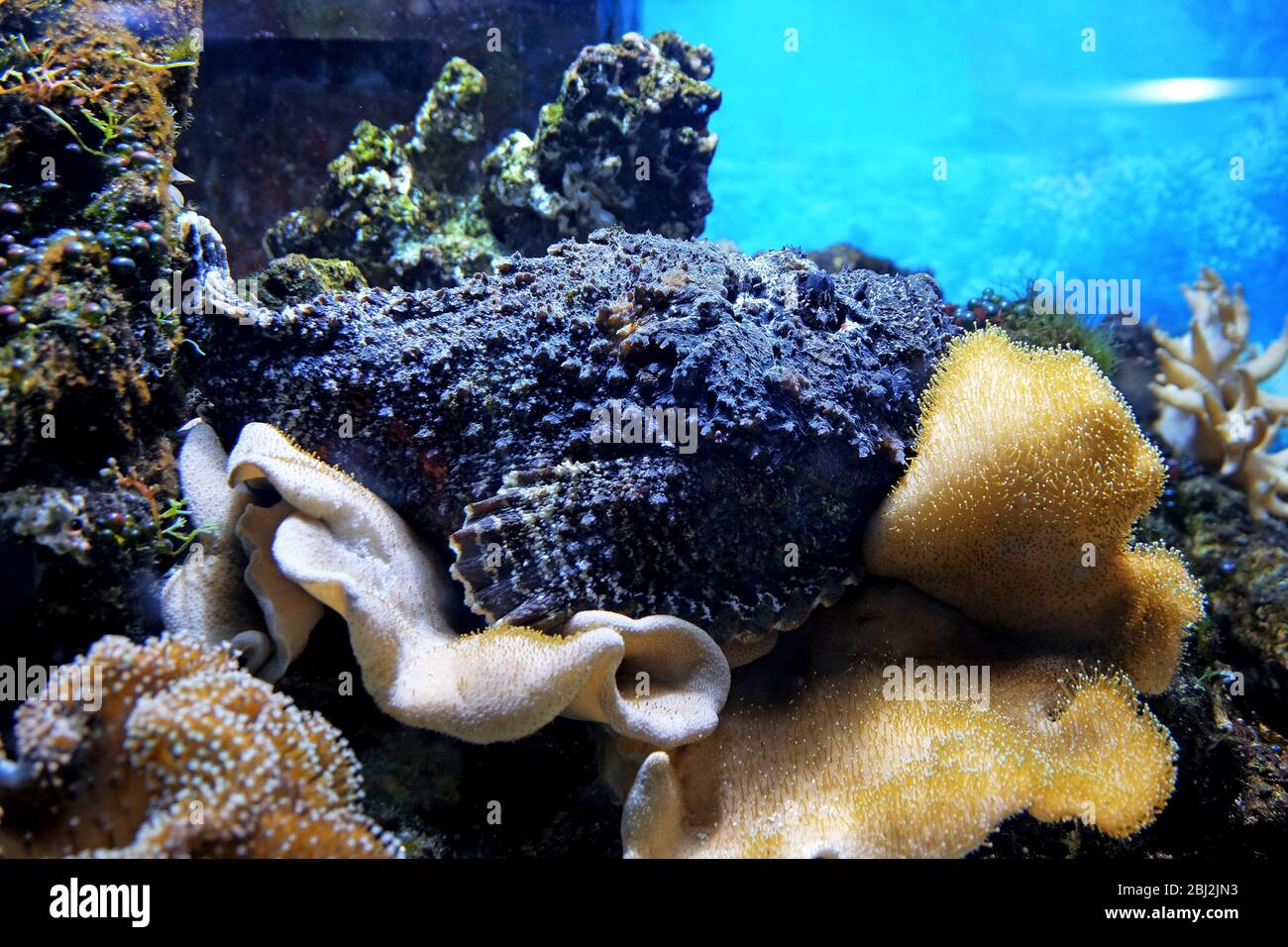 Underwater world - exotic stone-fish in an aquarium Stock Photo - Alamy