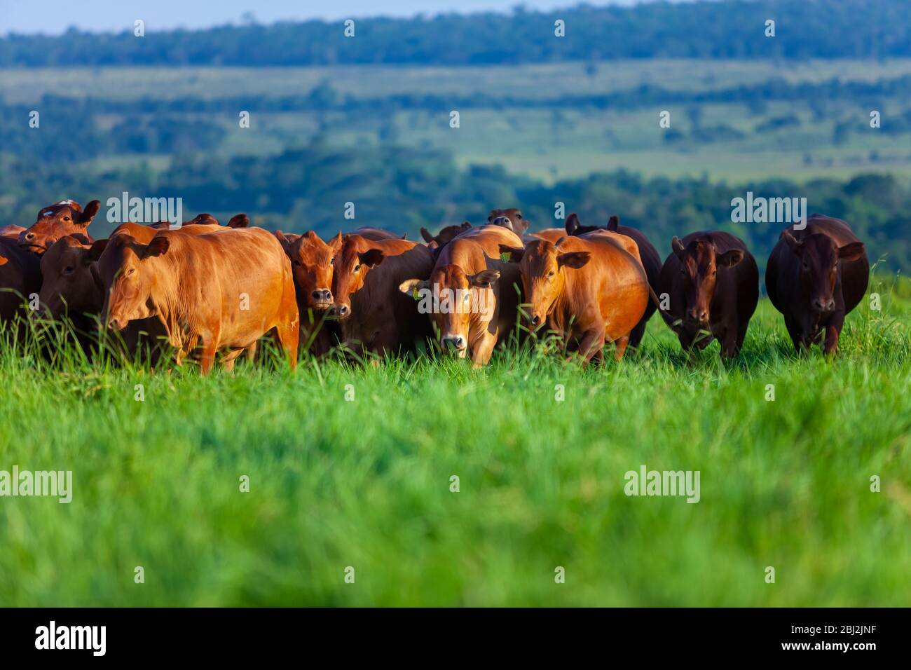 herd of Bonsmara cows with their calves Stock Photo - Alamy