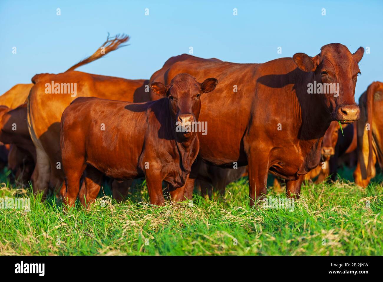herd of Bonsmara cows with their calves Stock Photo - Alamy