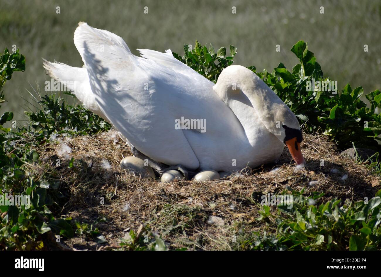 Mute swan incubating eggs on the Camel Estuary, Wadebridge - Cornwall ...