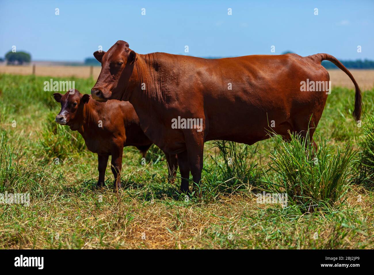 herd of Bonsmara cows with their calves Stock Photo - Alamy