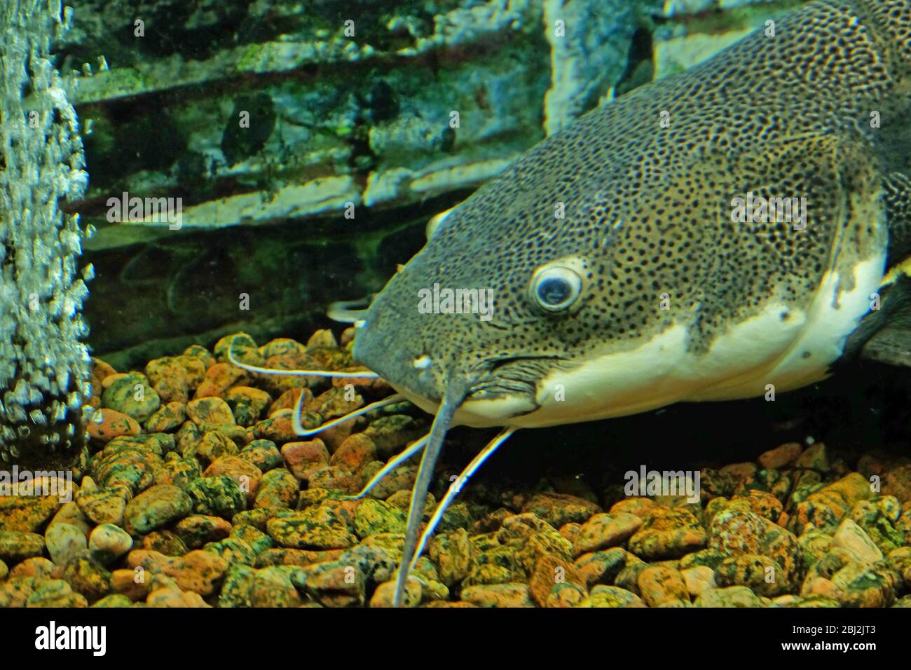 Underwater world - exotic fish in an aquarium Stock Photo - Alamy