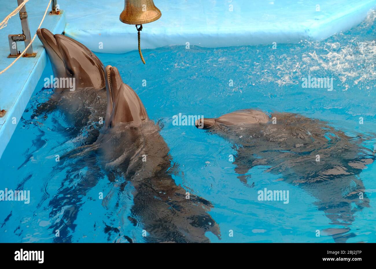 Cute dolphins in the dolphinarium Stock Photo - Alamy