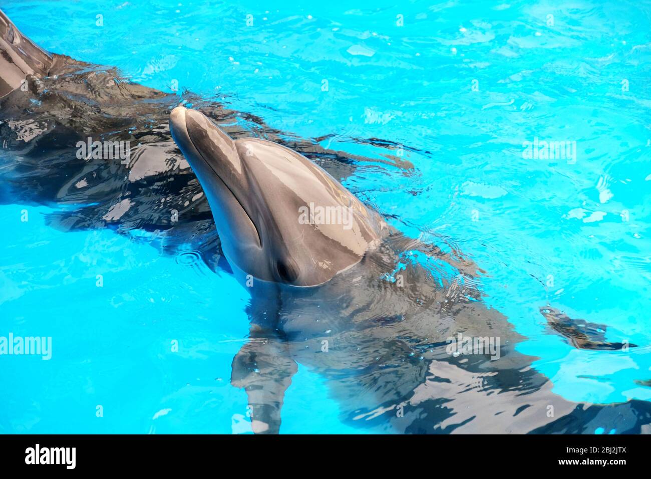 Cute dolphins in the dolphinarium Stock Photo - Alamy