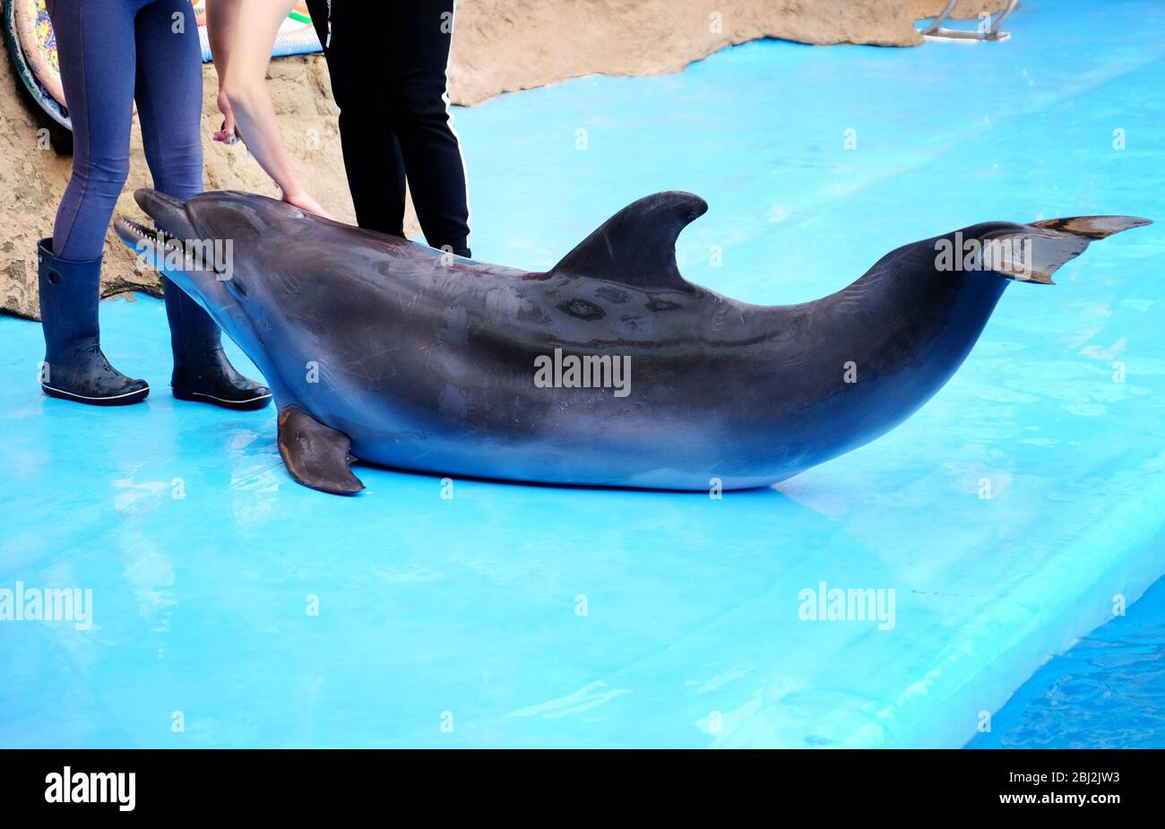 Cute dolphin and trainer in the dolphinarium Stock Photo - Alamy