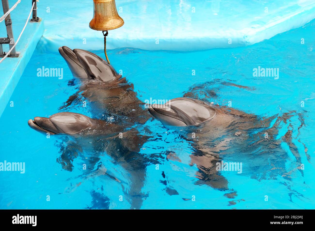 Cute dolphins in the dolphinarium Stock Photo - Alamy