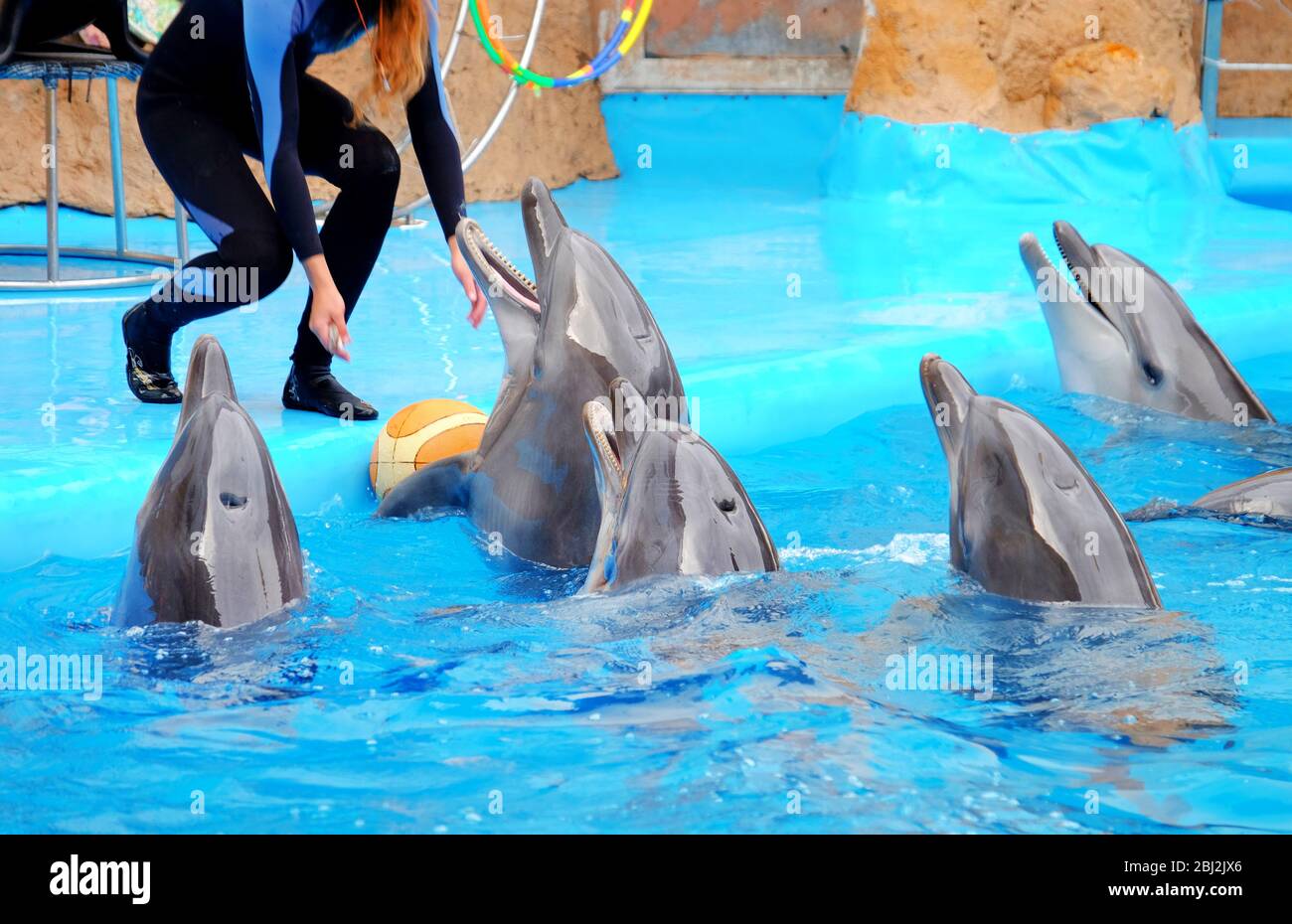 Cute dolphins and trainer in the dolphinarium Stock Photo - Alamy