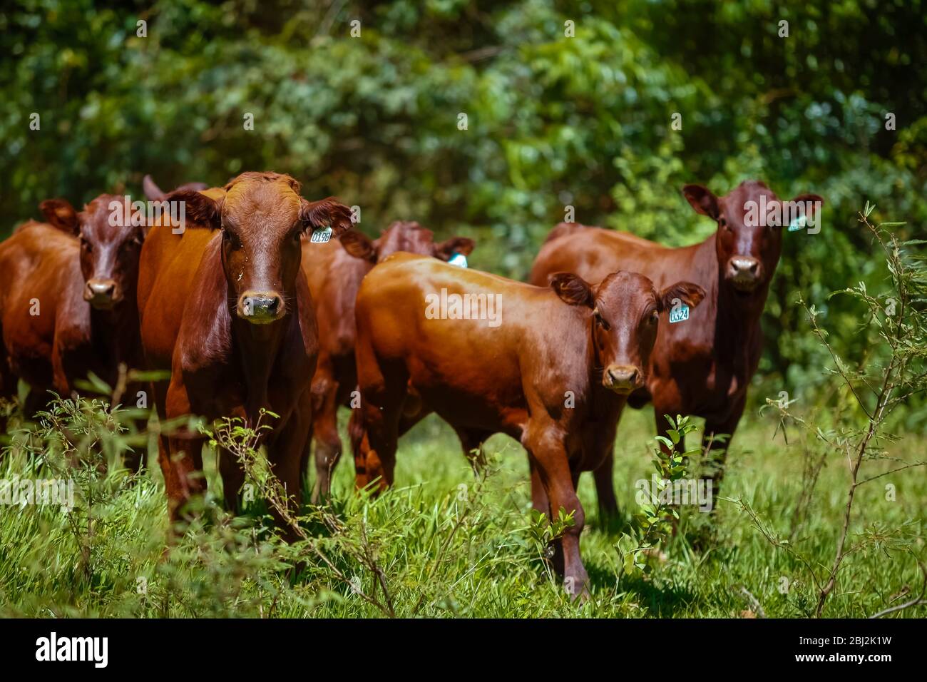 herd of Bonsmara cows with their calves Stock Photo - Alamy