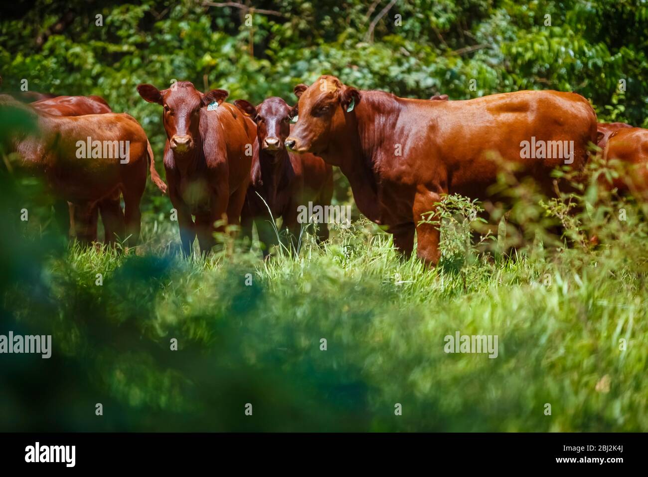 herd of Bonsmara cows with their calves Stock Photo - Alamy