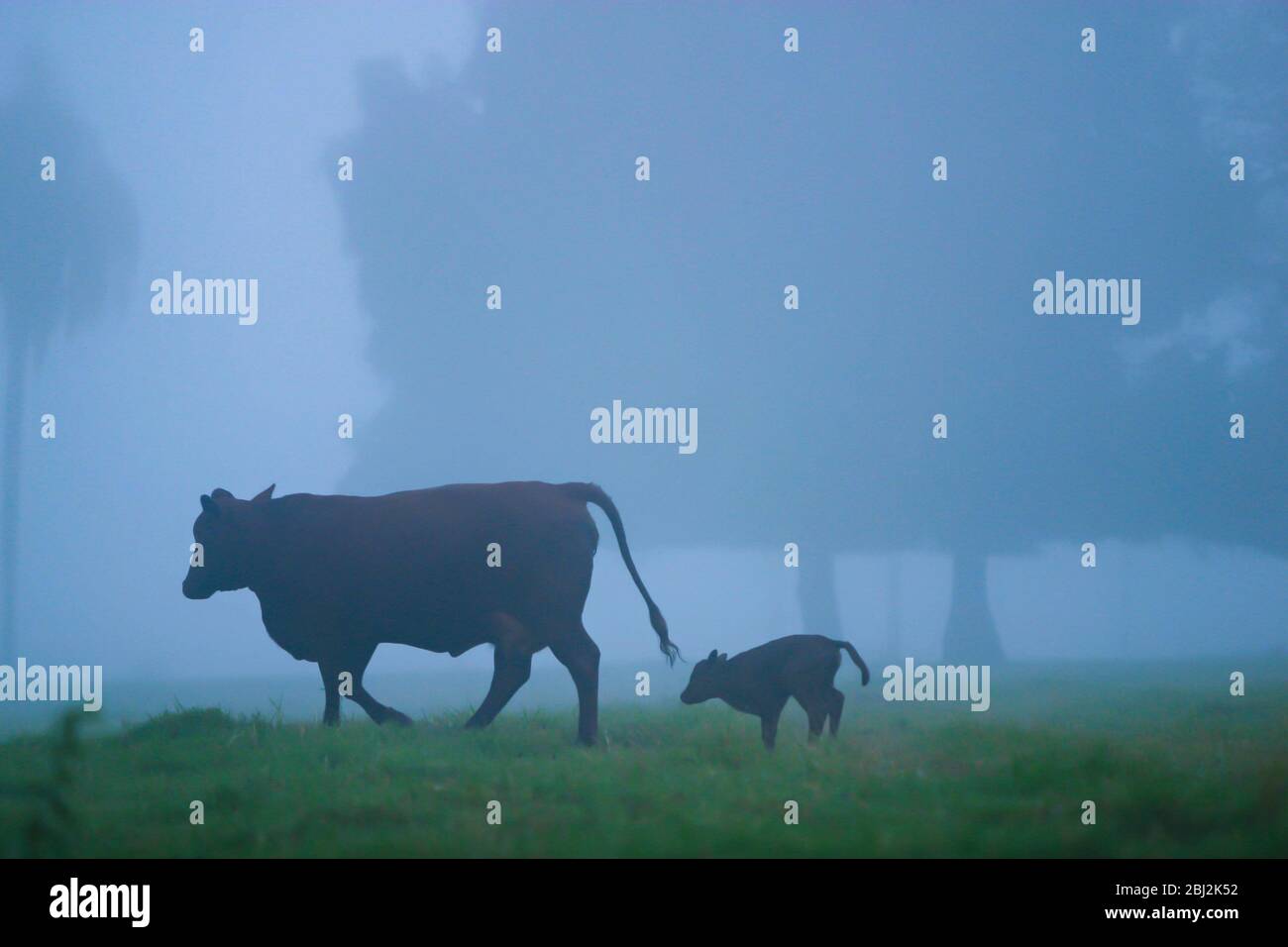 Bonsmara cows hi-res stock photography and images - Alamy