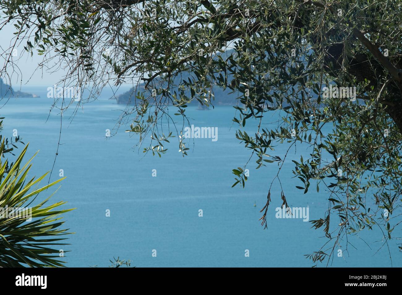 Olive leaves photographed in the Gulf of La Spezia with the background ...