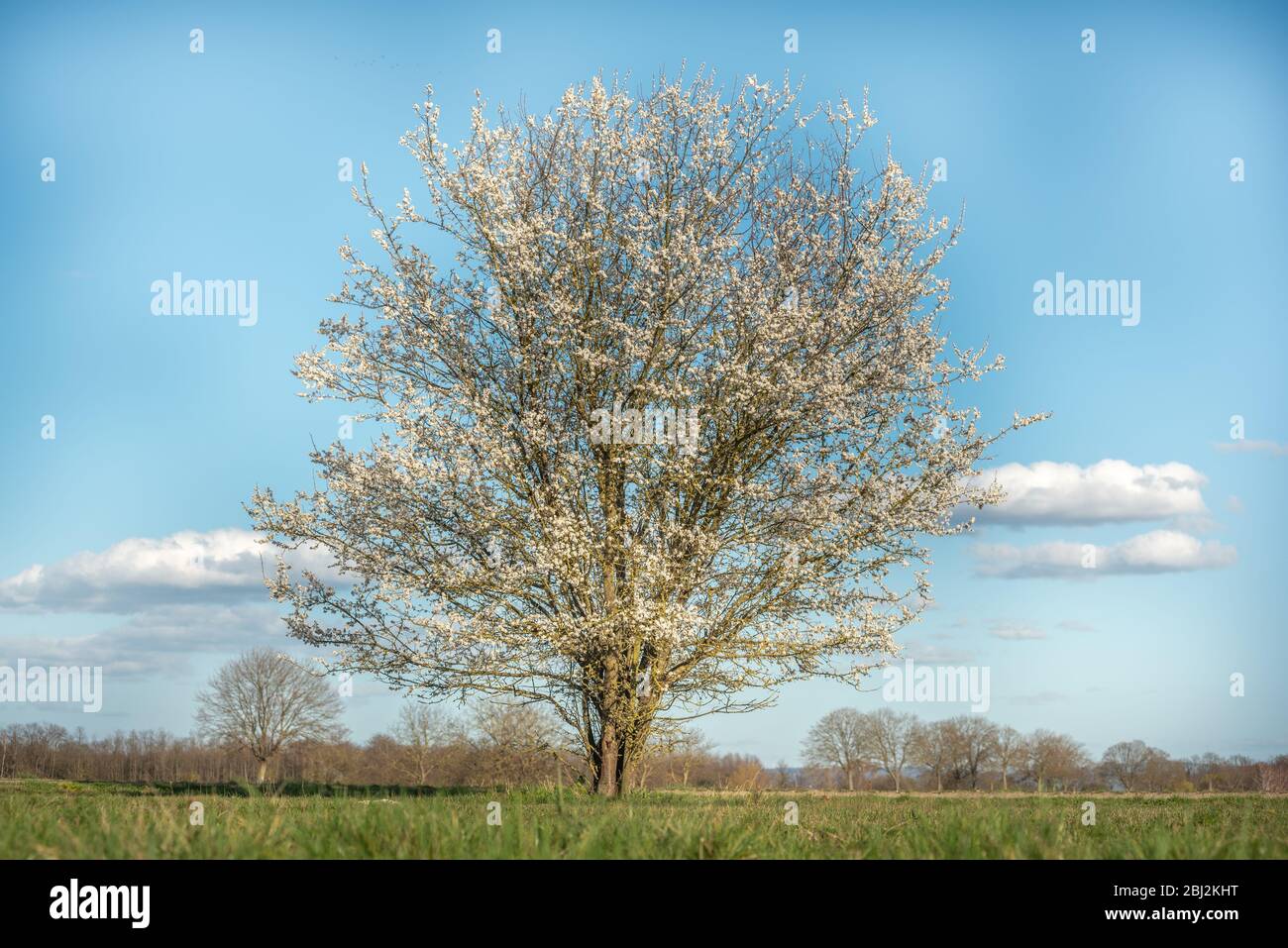 The first blossom of spring hi-res stock photography and images - Alamy