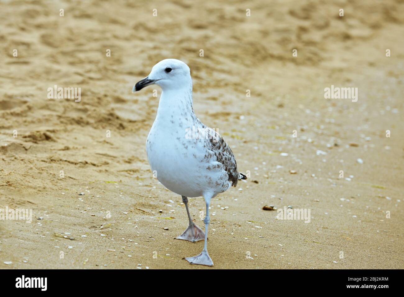 Beautiful seagulls on sand beach Stock Photo - Alamy