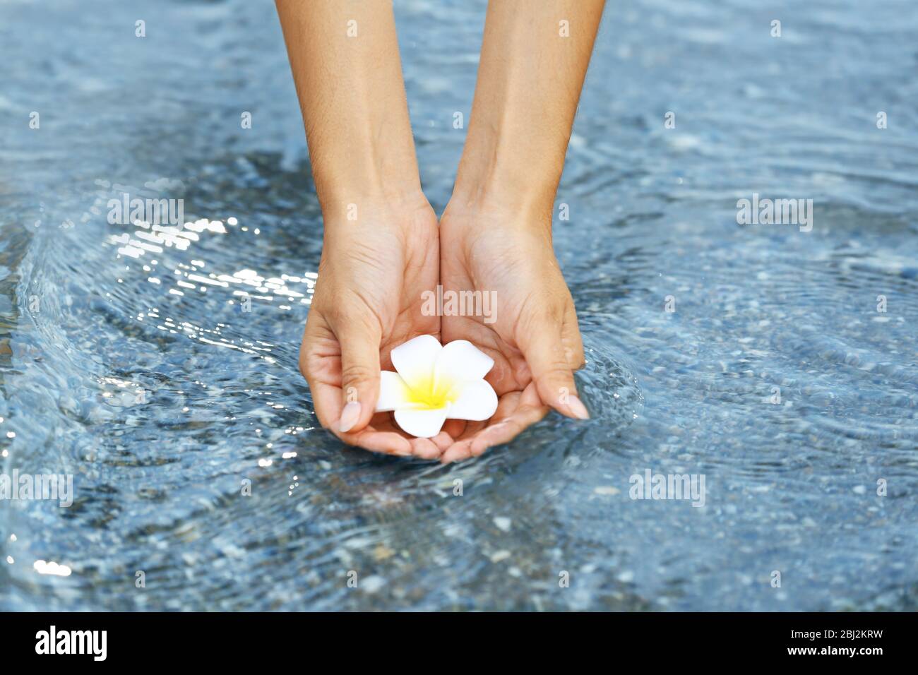 Female hands holding flower and touching water Stock Photo - Alamy