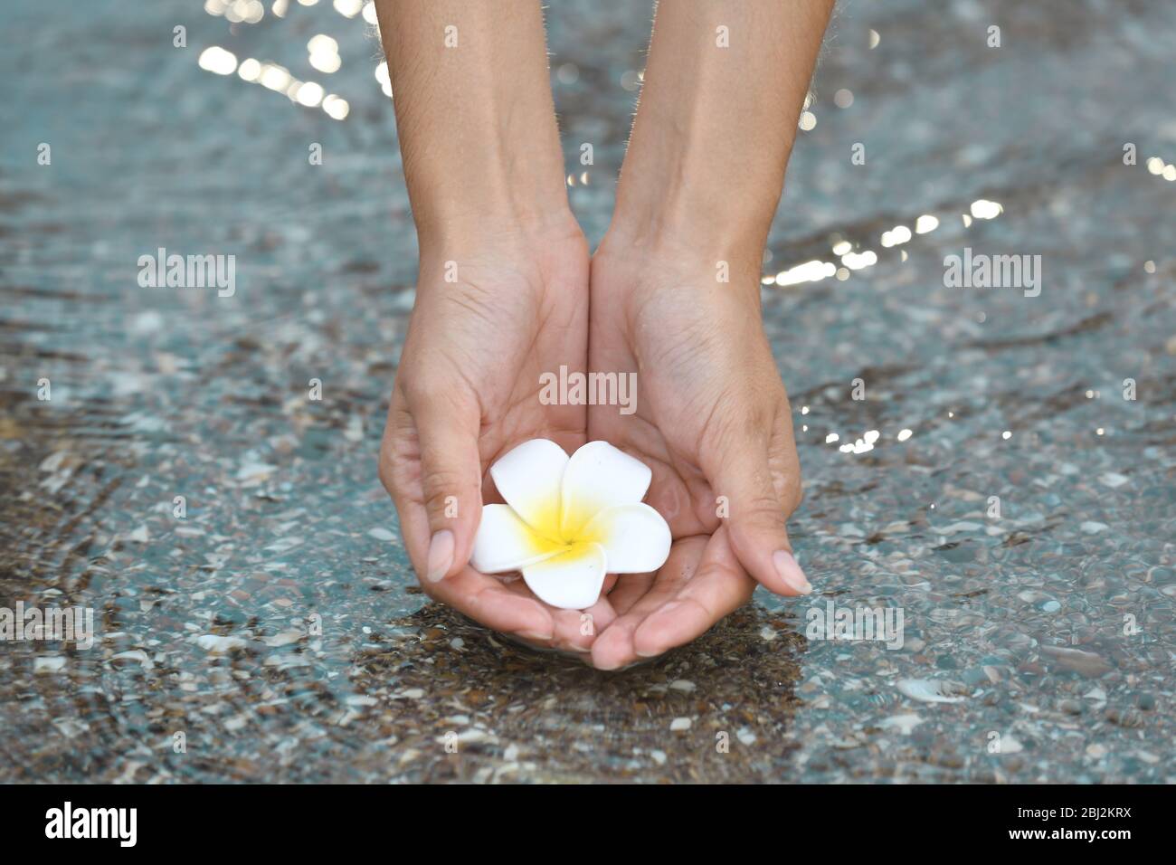 Female hands holding flower and touching water Stock Photo - Alamy