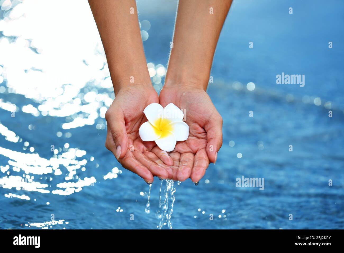 Female hands holding flower and touching water Stock Photo - Alamy