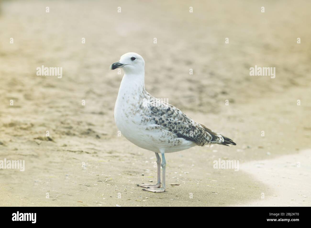 Beautiful seagulls on sand beach Stock Photo - Alamy