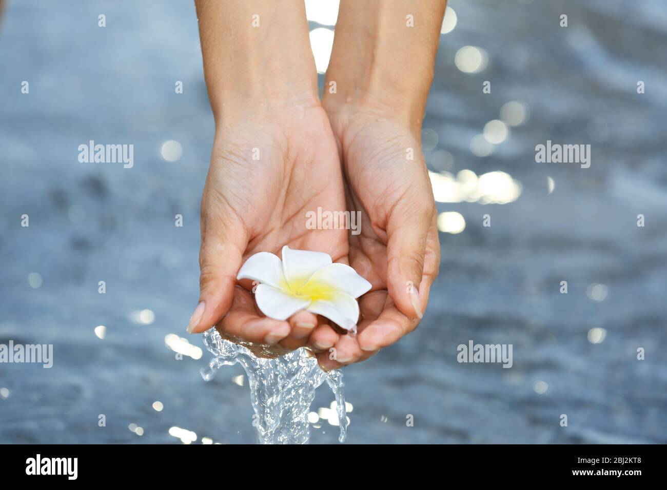 Female hands holding flower and touching water Stock Photo - Alamy