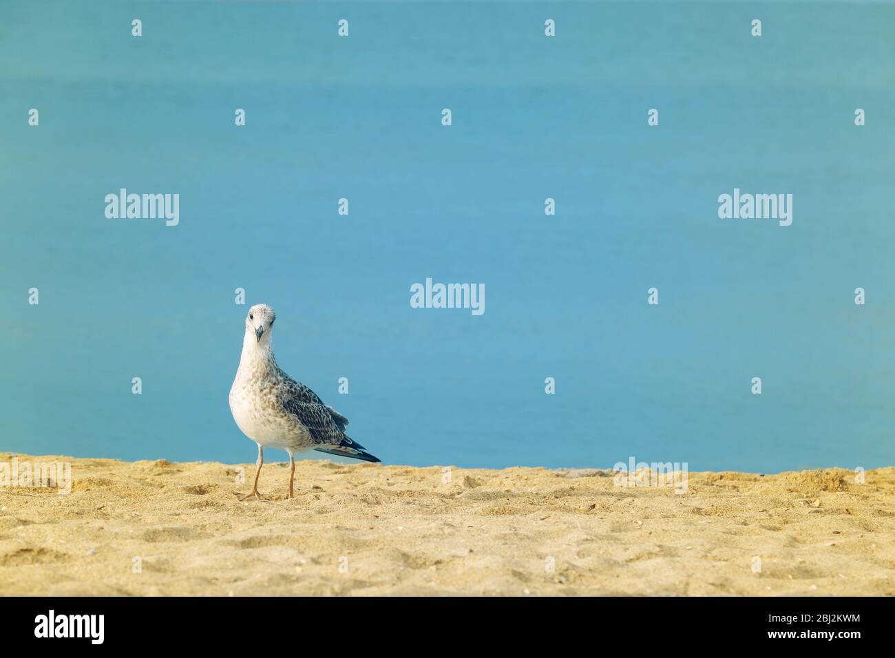 Beautiful seagulls on sand beach Stock Photo - Alamy