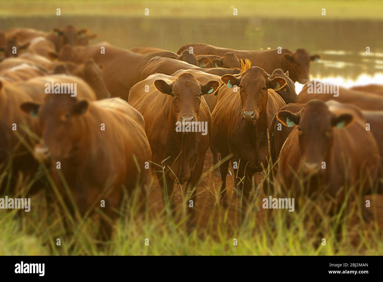 beautiful herd of Bonsmara cattle from South Africa Stock Photo - Alamy