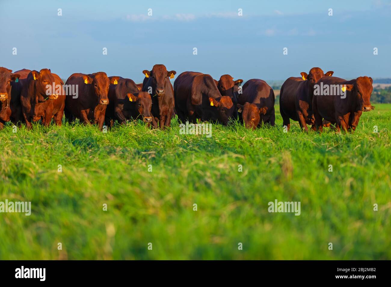 Bonsmara cow hi-res stock photography and images - Alamy