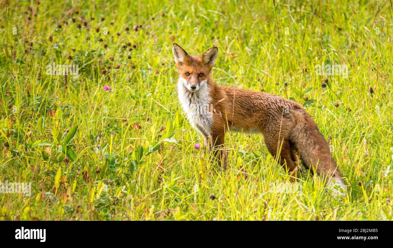 Norway, in the summer, fox met o the roadside Stock Photo - Alamy