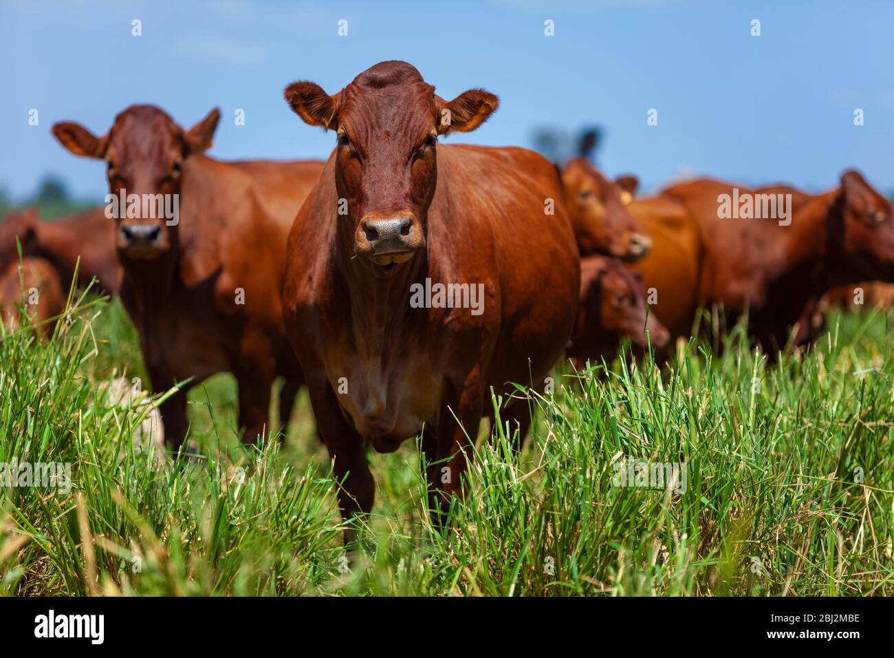beautiful herd of Bonsmara cattle from South Africa Stock Photo - Alamy