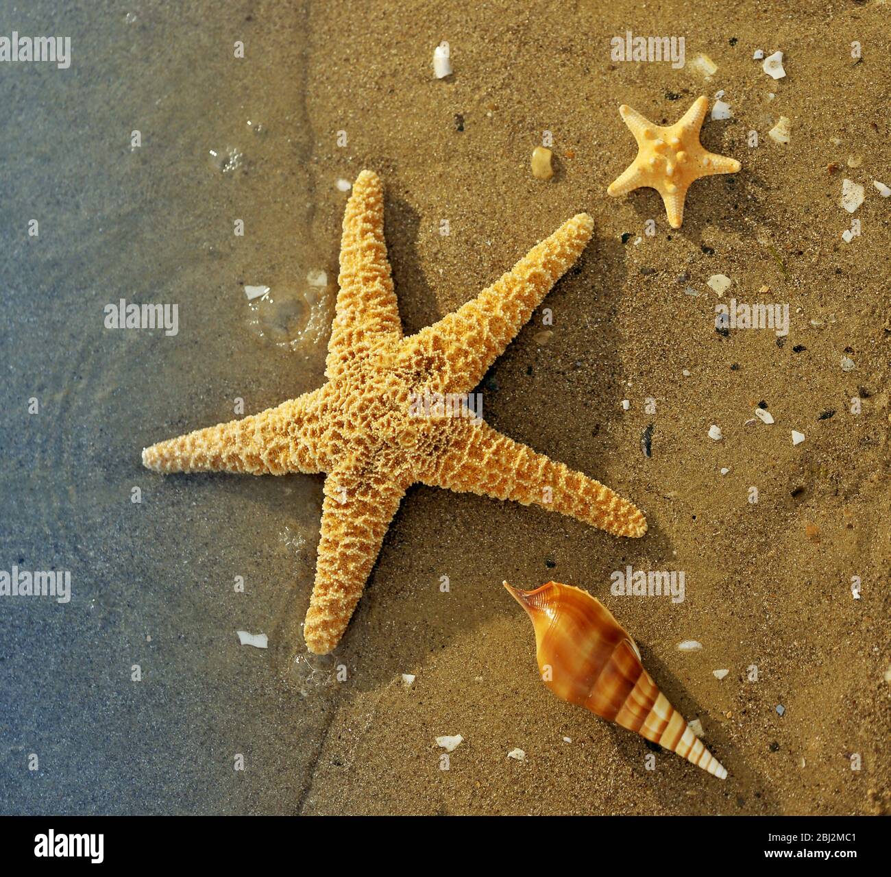 Beautiful starfish with shell on sandy beach Stock Photo - Alamy