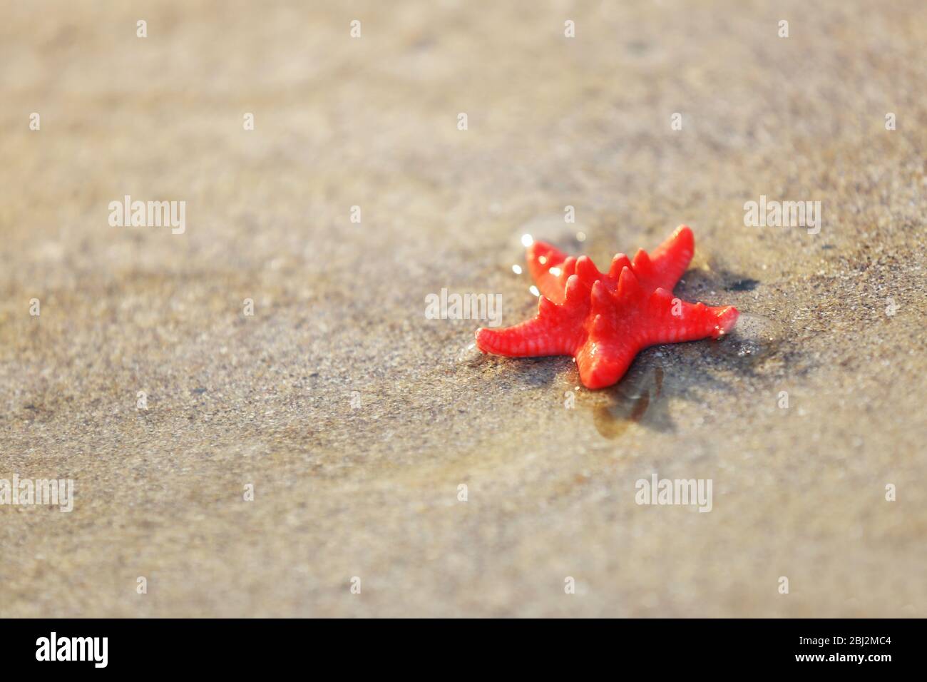 Little red starfish on the beach Stock Photo - Alamy