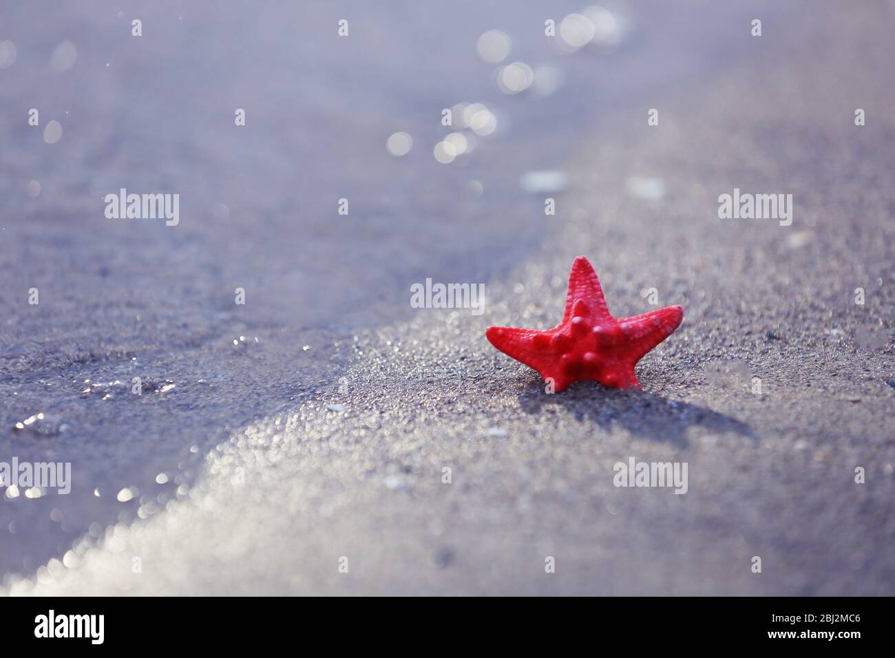 Little red starfish on the beach Stock Photo - Alamy