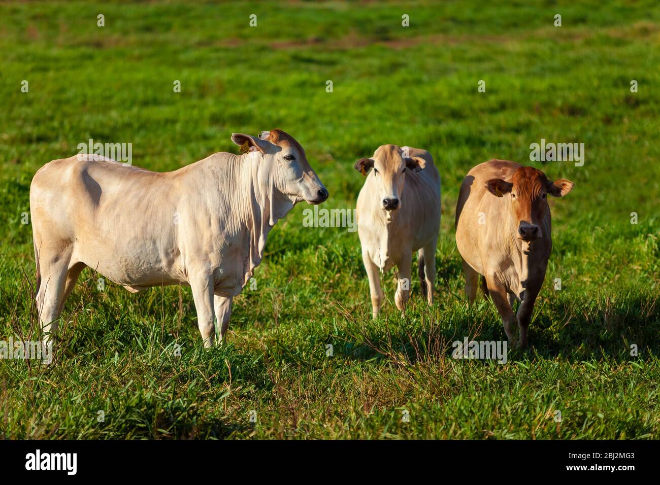 Nellore cattle hi-res stock photography and images - Alamy