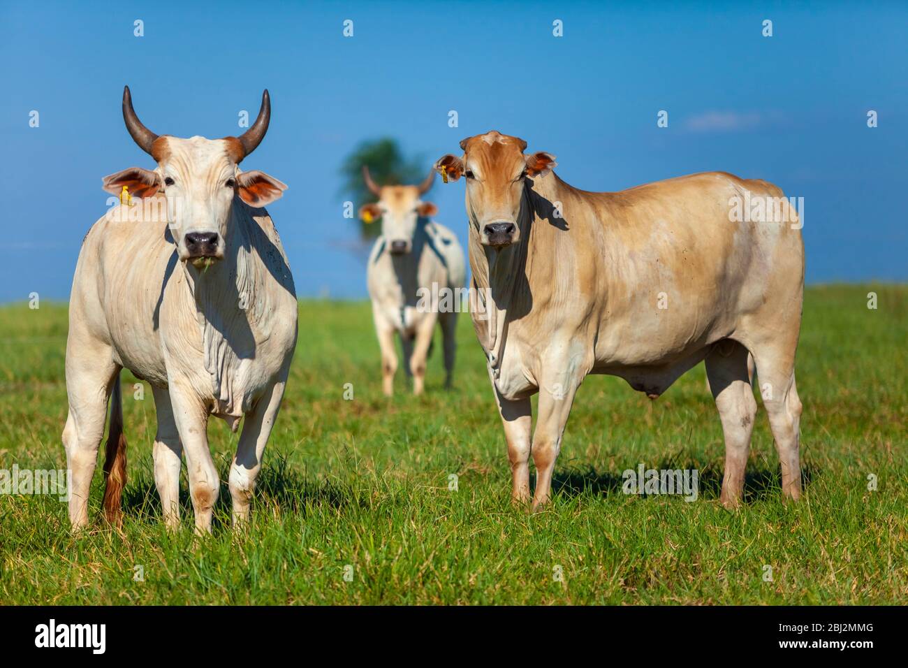 beautiful examples of Nellore cattle in the pasture Stock Photo - Alamy