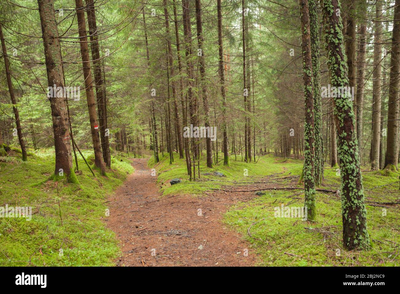 A single mountain path splits in two different directions Stock Photo ...