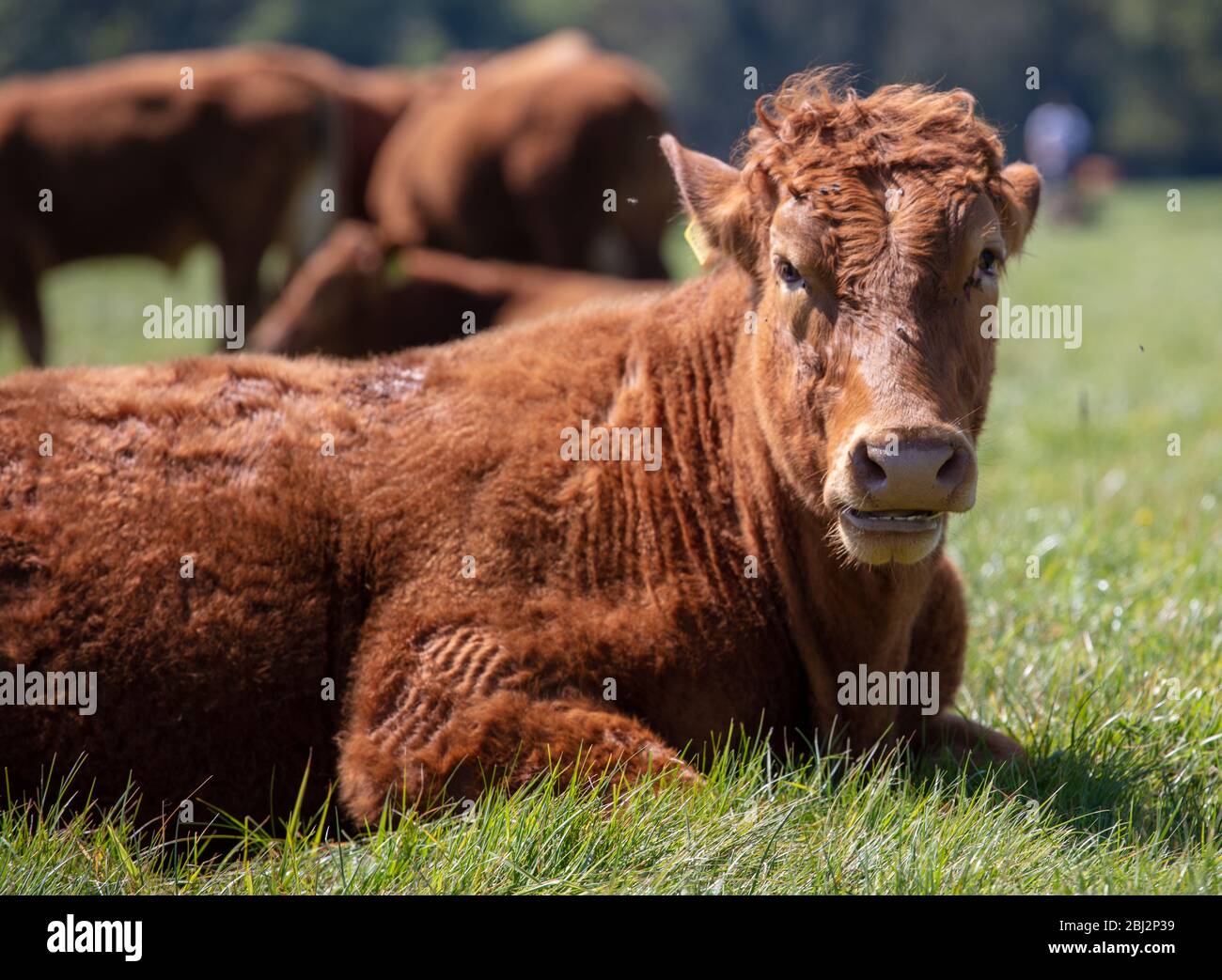 Green meadows in suffolk hi-res stock photography and images - Alamy