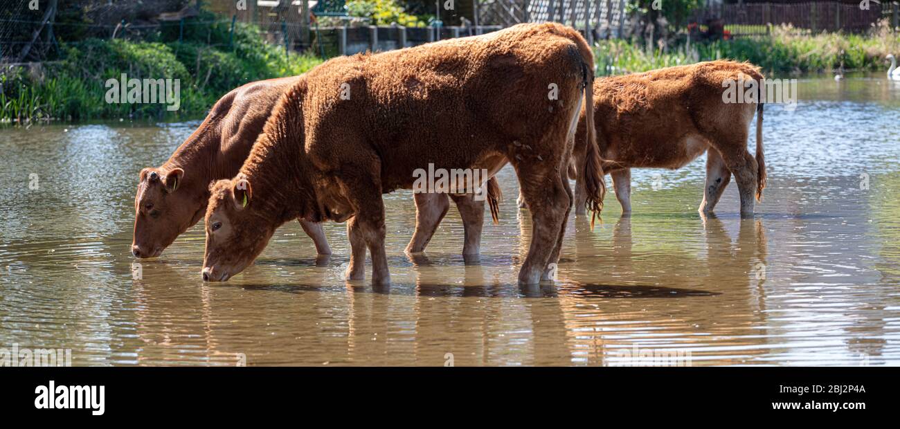 Cows taking a dip in the river Stock Photo - Alamy
