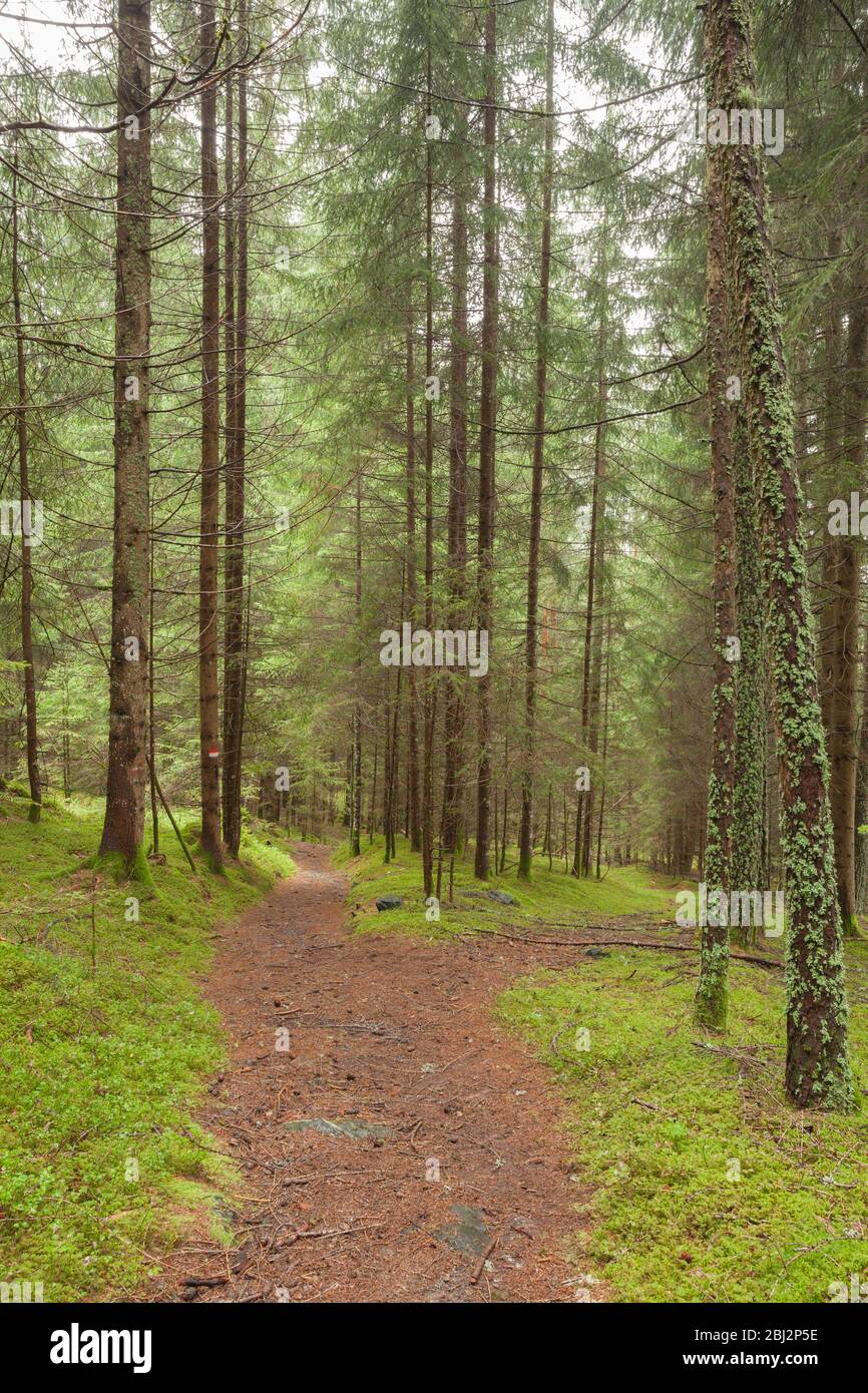A single mountain path splits in two different directions Stock Photo ...