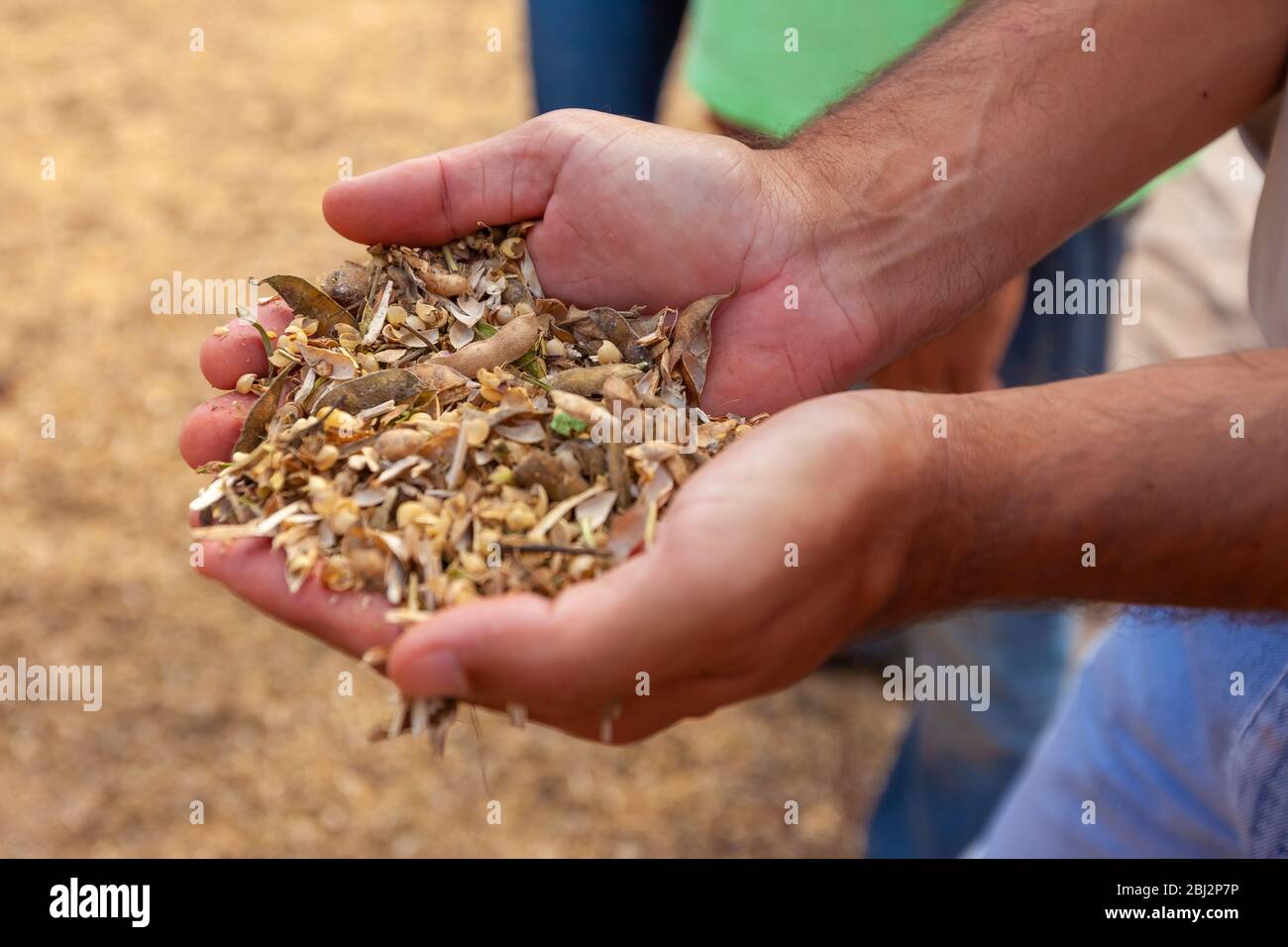 rustic hands of a farm man with his crop Stock Photo - Alamy