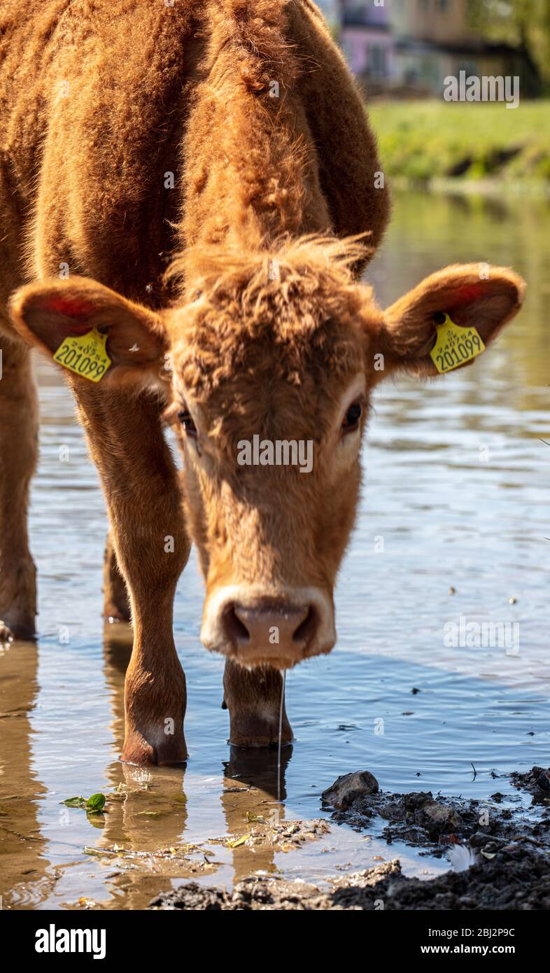 Cows taking a dip in the river Stock Photo - Alamy